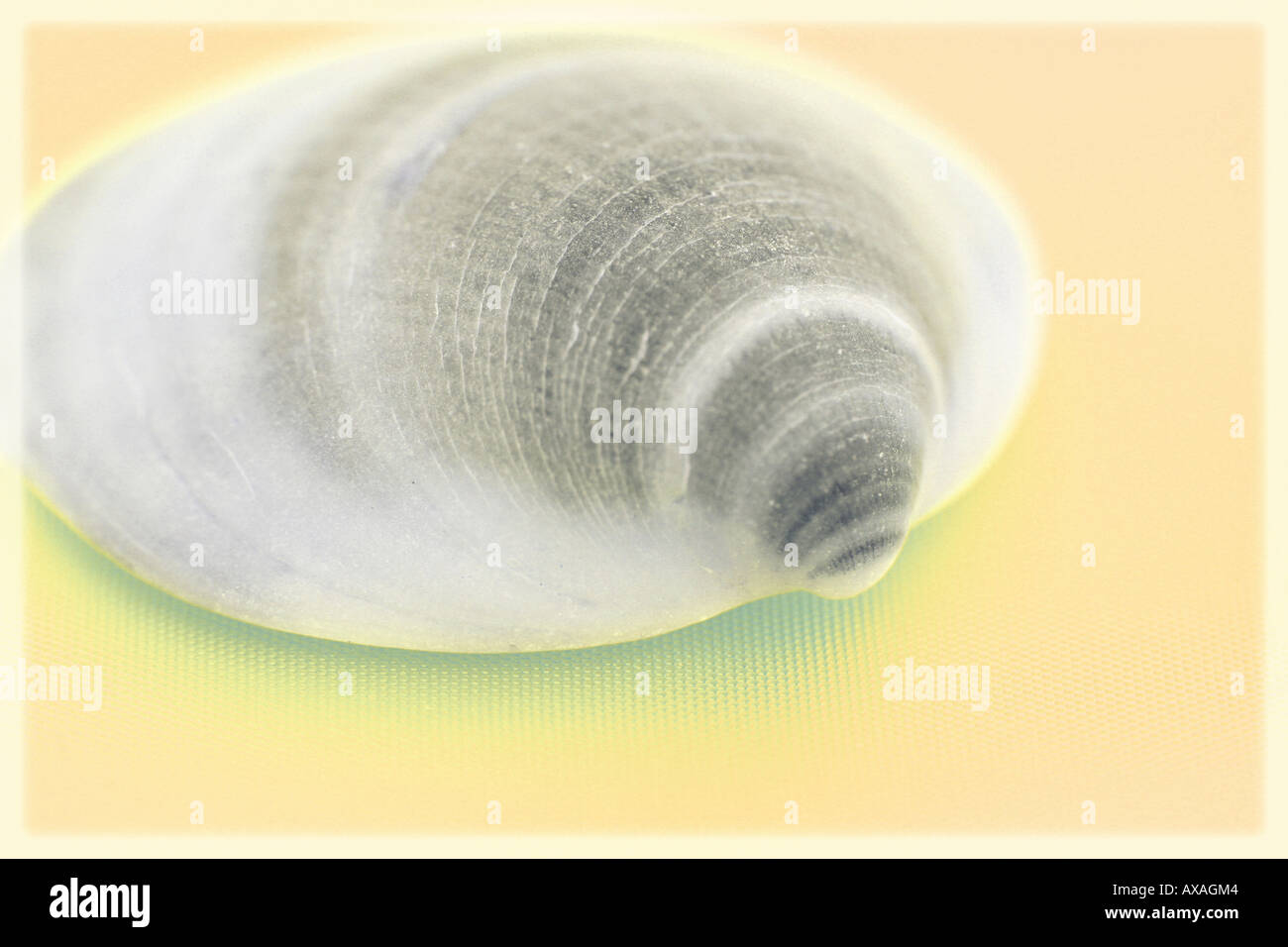 Gastropod bold graphic design floating suspended dreamy background hi ...