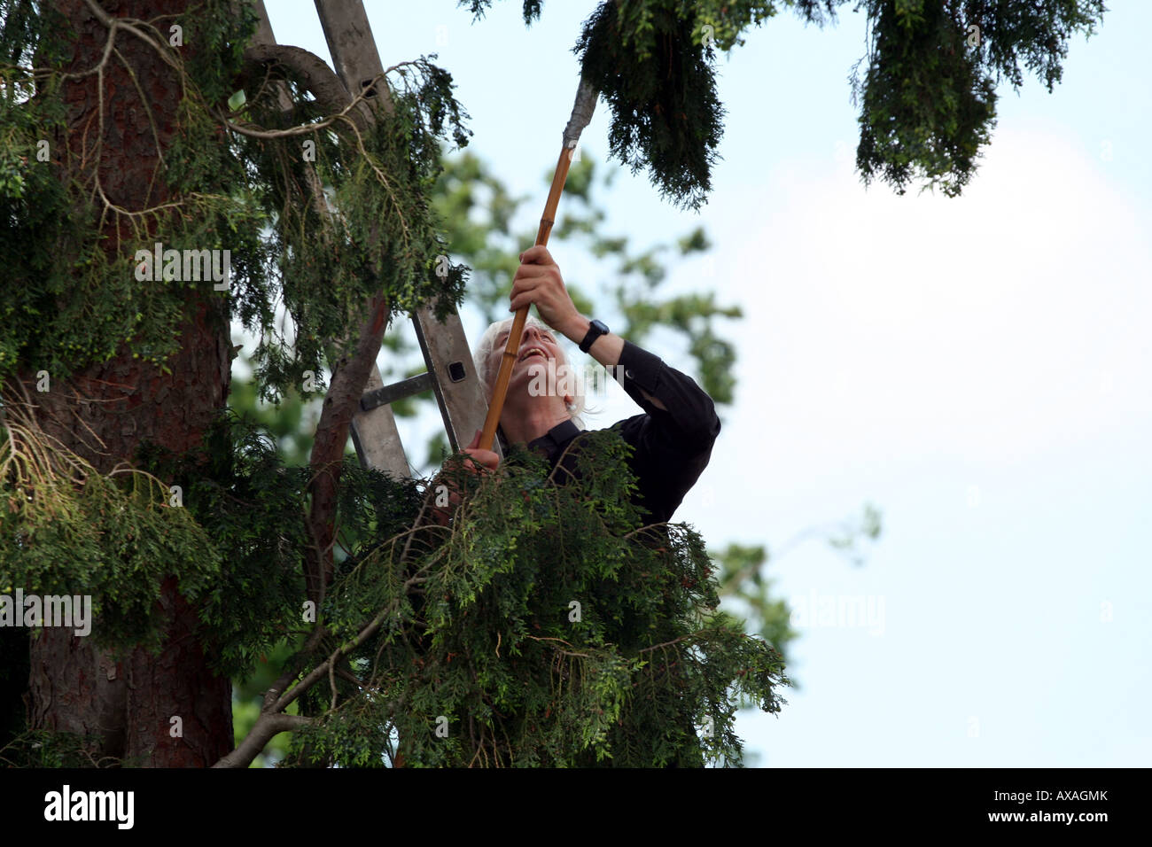 A man in black up a tree on a ladder pokes at something with a stick ...