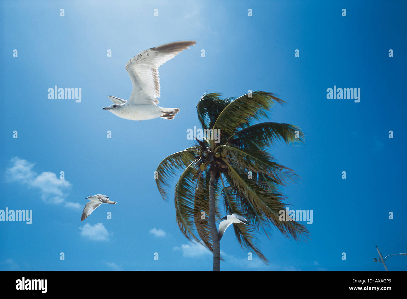 Tree birds are flying against the wind passing a palm, Florida, USA ...