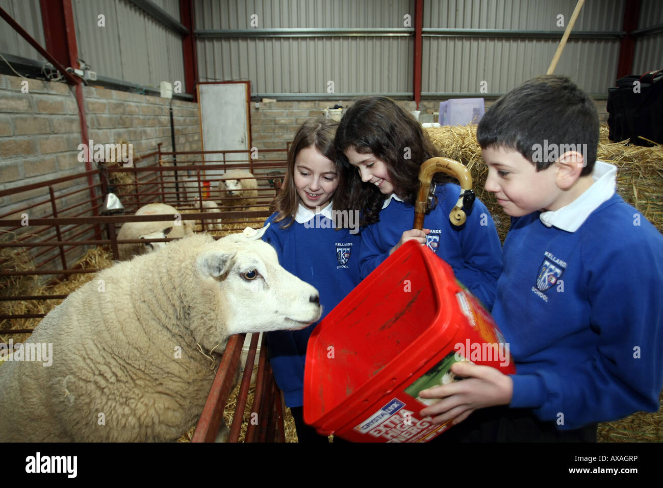 Primary school children feed a sheep on a visit to a farm in the uk ...