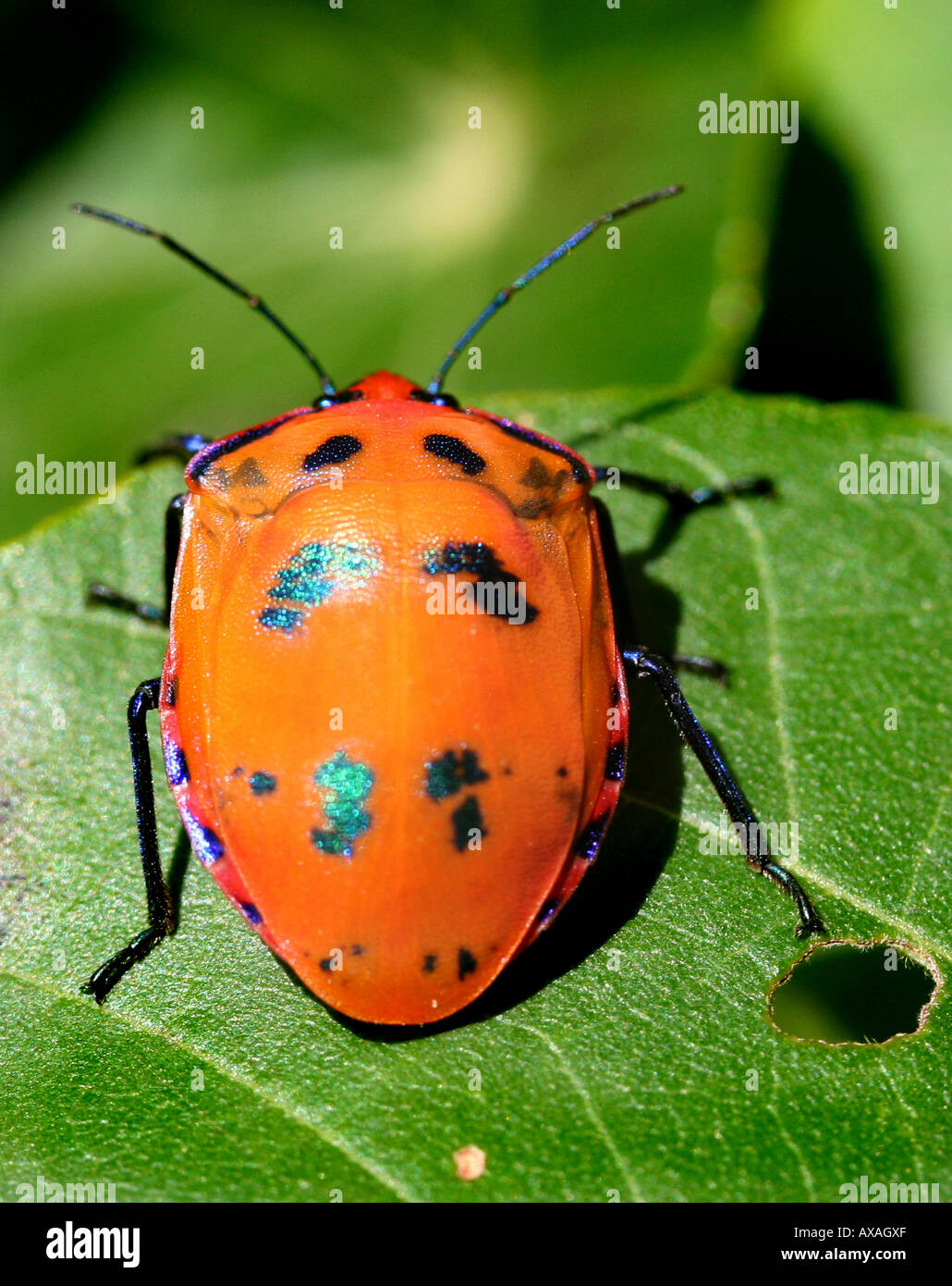 Harlequin stink bug hi-res stock photography and images - Alamy