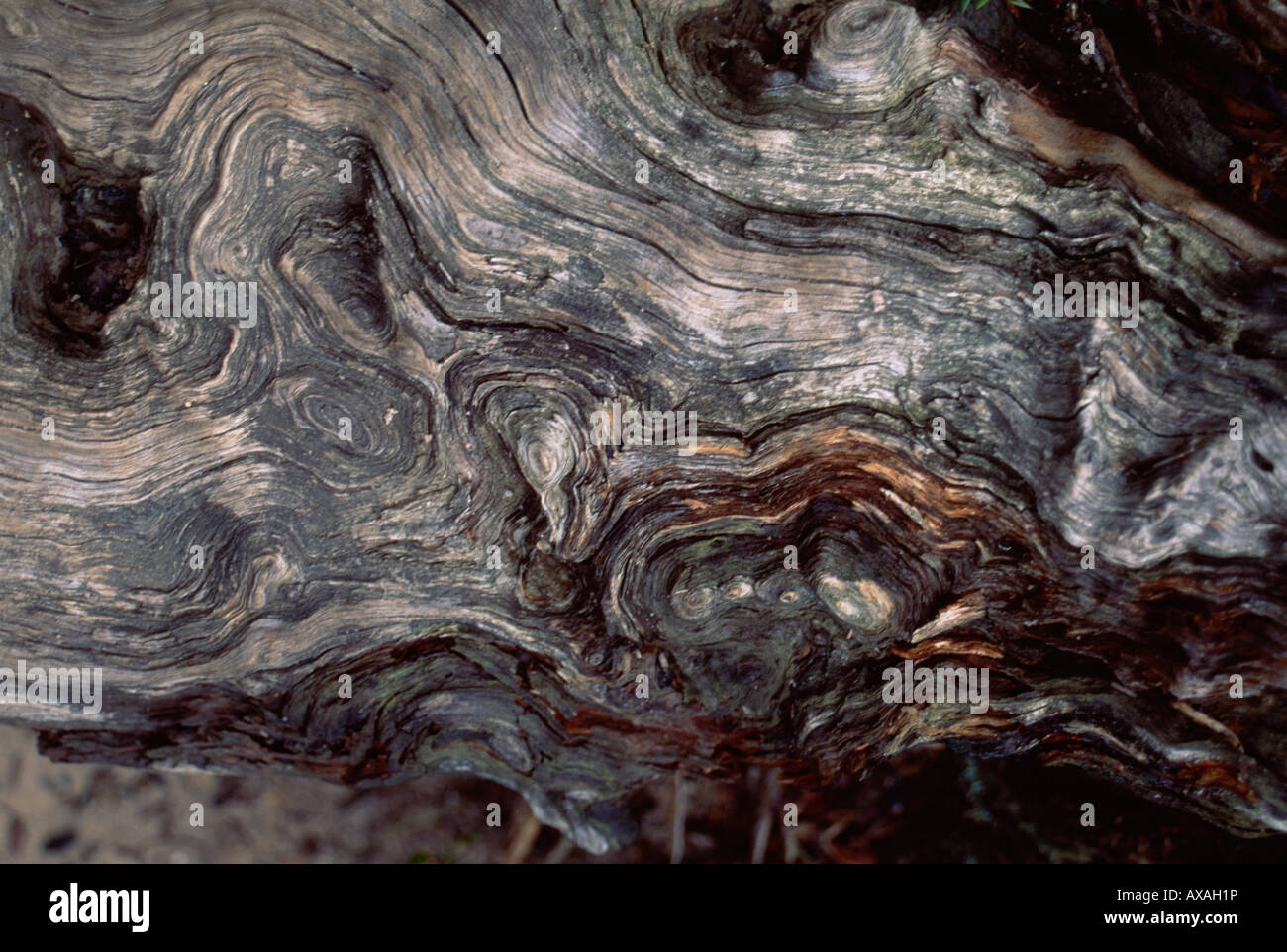 pattern of tree growth Stock Photo - Alamy