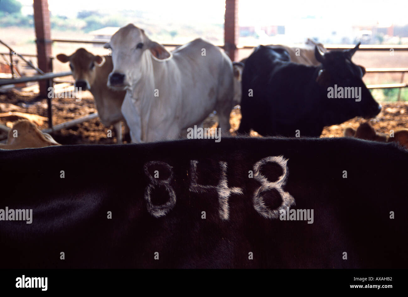 Cattle count hi-res stock photography and images - Alamy