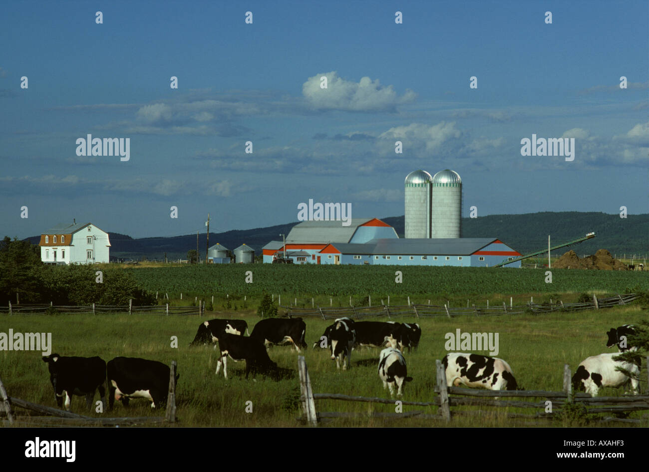 Dairy farm with maize for winter feed growing by barm complex for ...