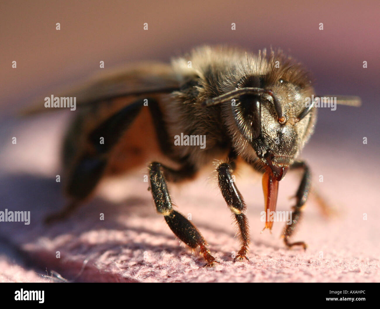 Busy_bee hi-res stock photography and images - Alamy