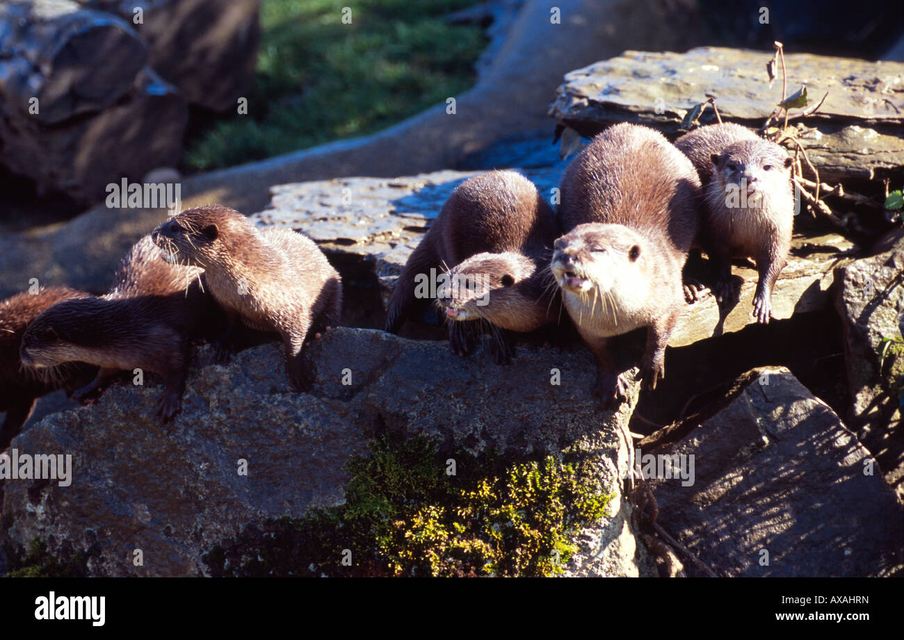 Young otters hi-res stock photography and images - Alamy