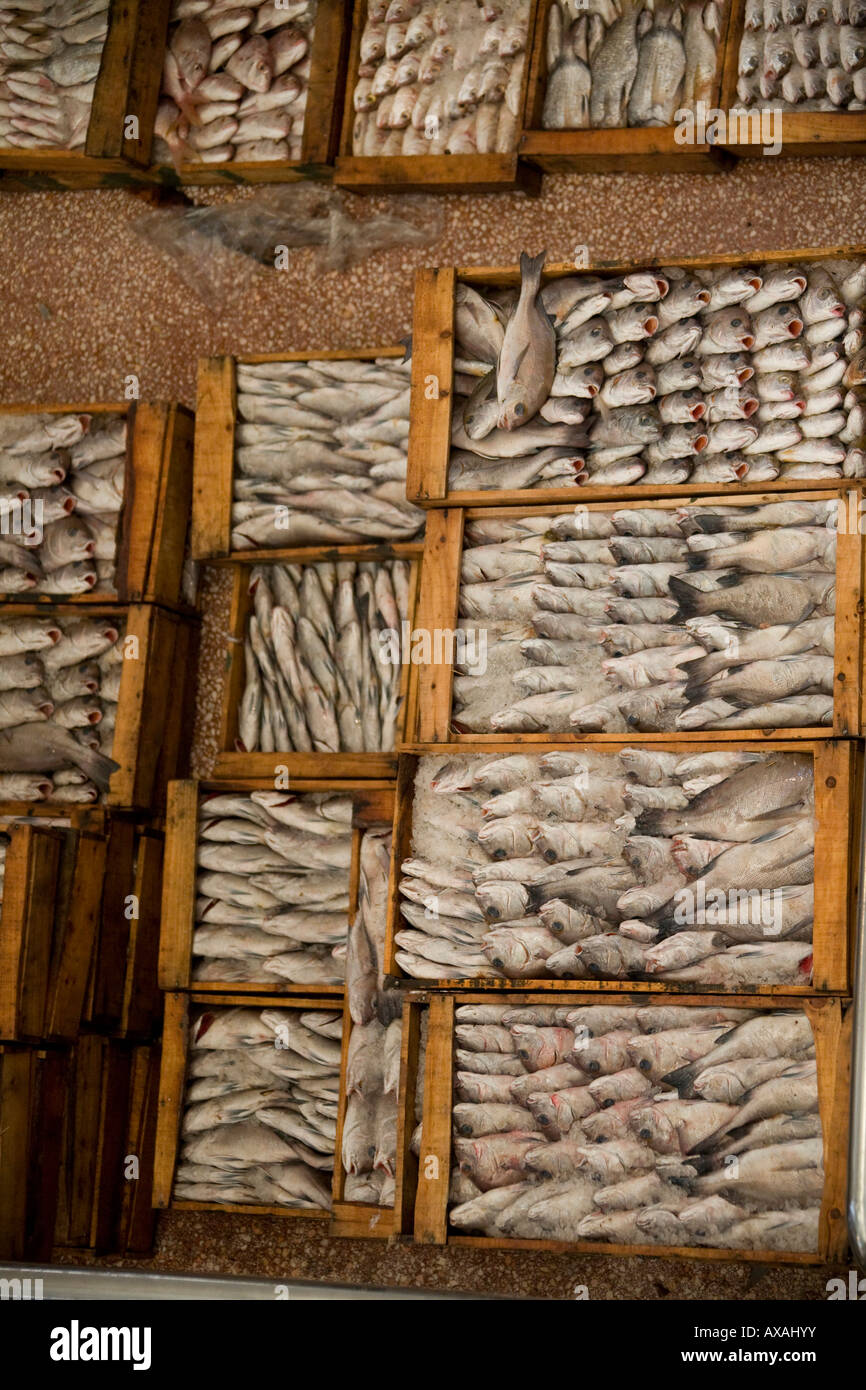 Crates boxes full of fresh wet fish,sardines in fish market Agadir ...