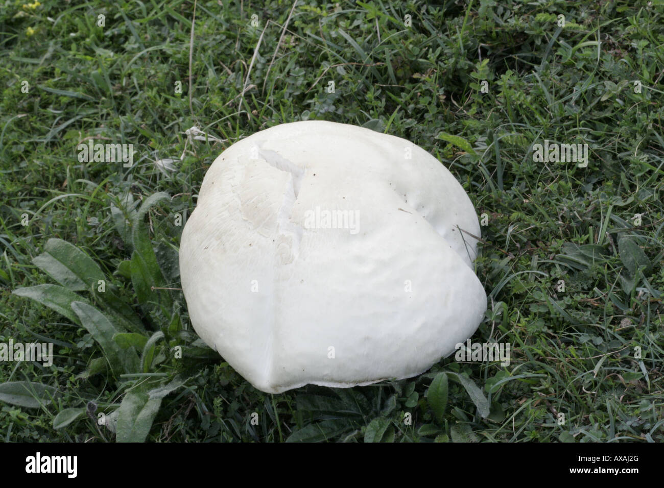 Giant Puffballs High Resolution Stock Photography and Images - Alamy