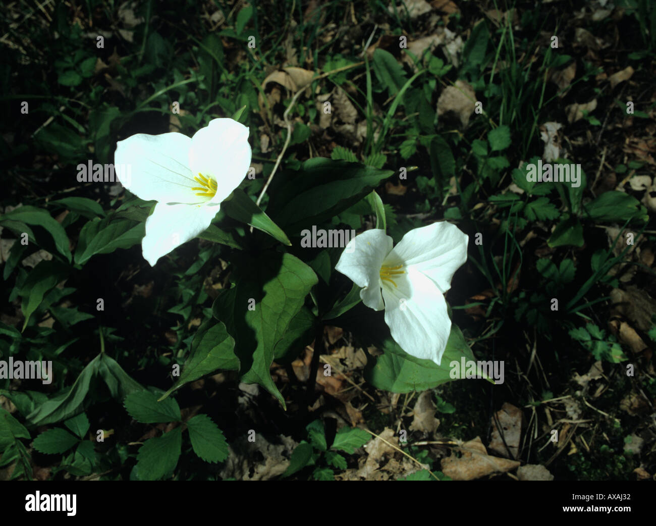 Trillium Wild Flower Official Emblem Of Ontario Stock Photo Alamy