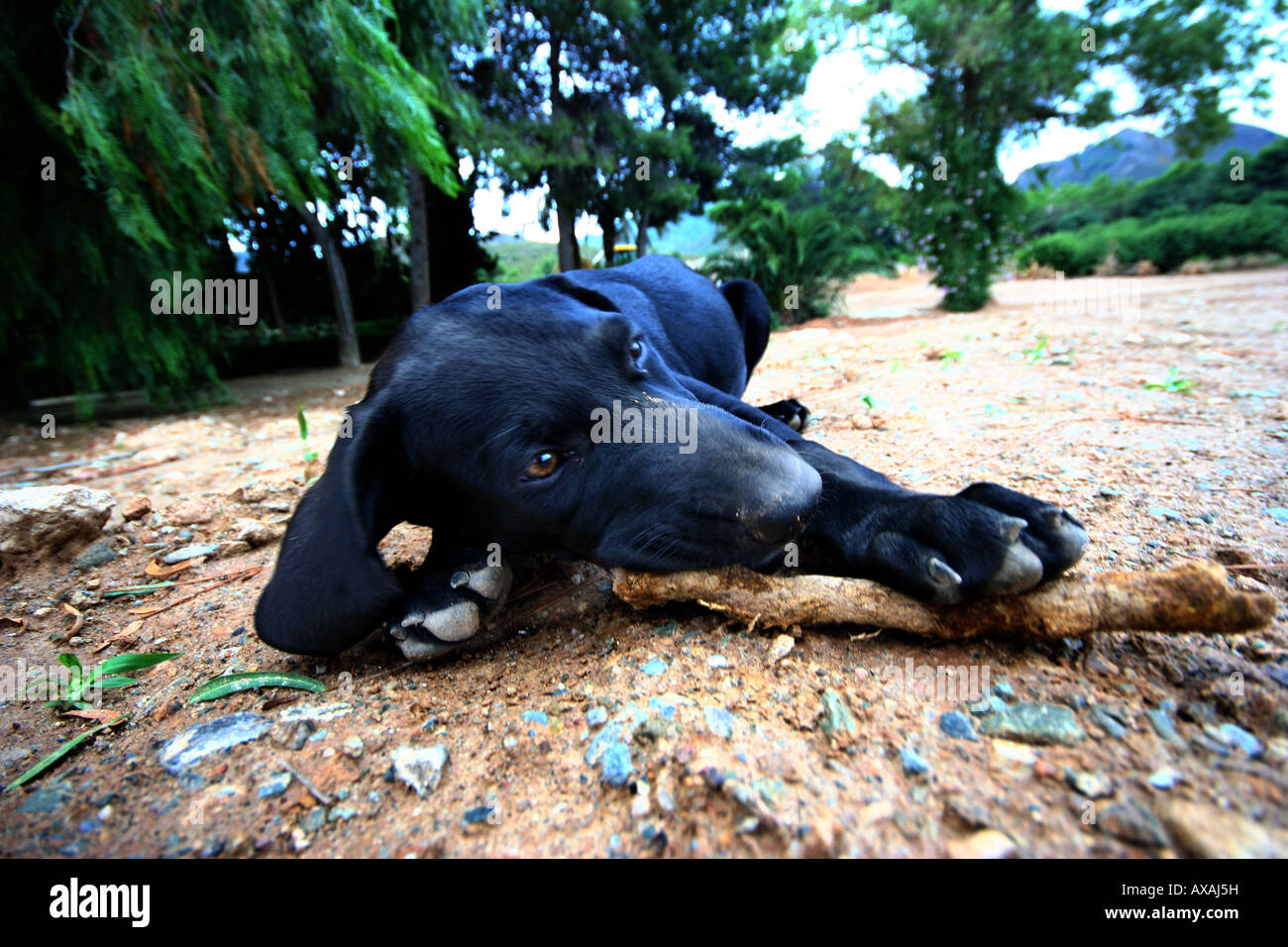 Black labrador puppy chewing on a twig Stock Photo - Alamy