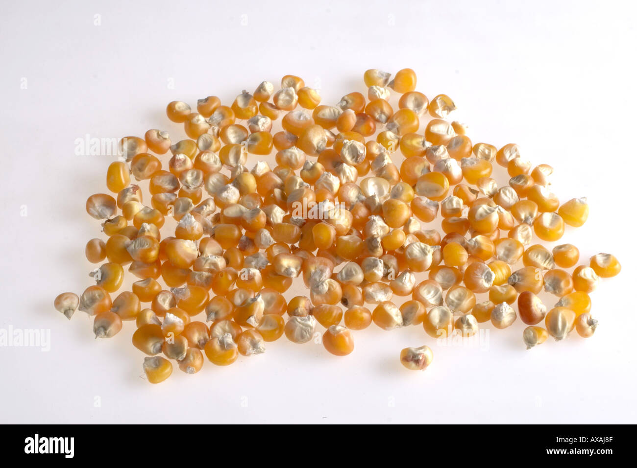 Corn maize Makki or Makai Stock Photo - Alamy