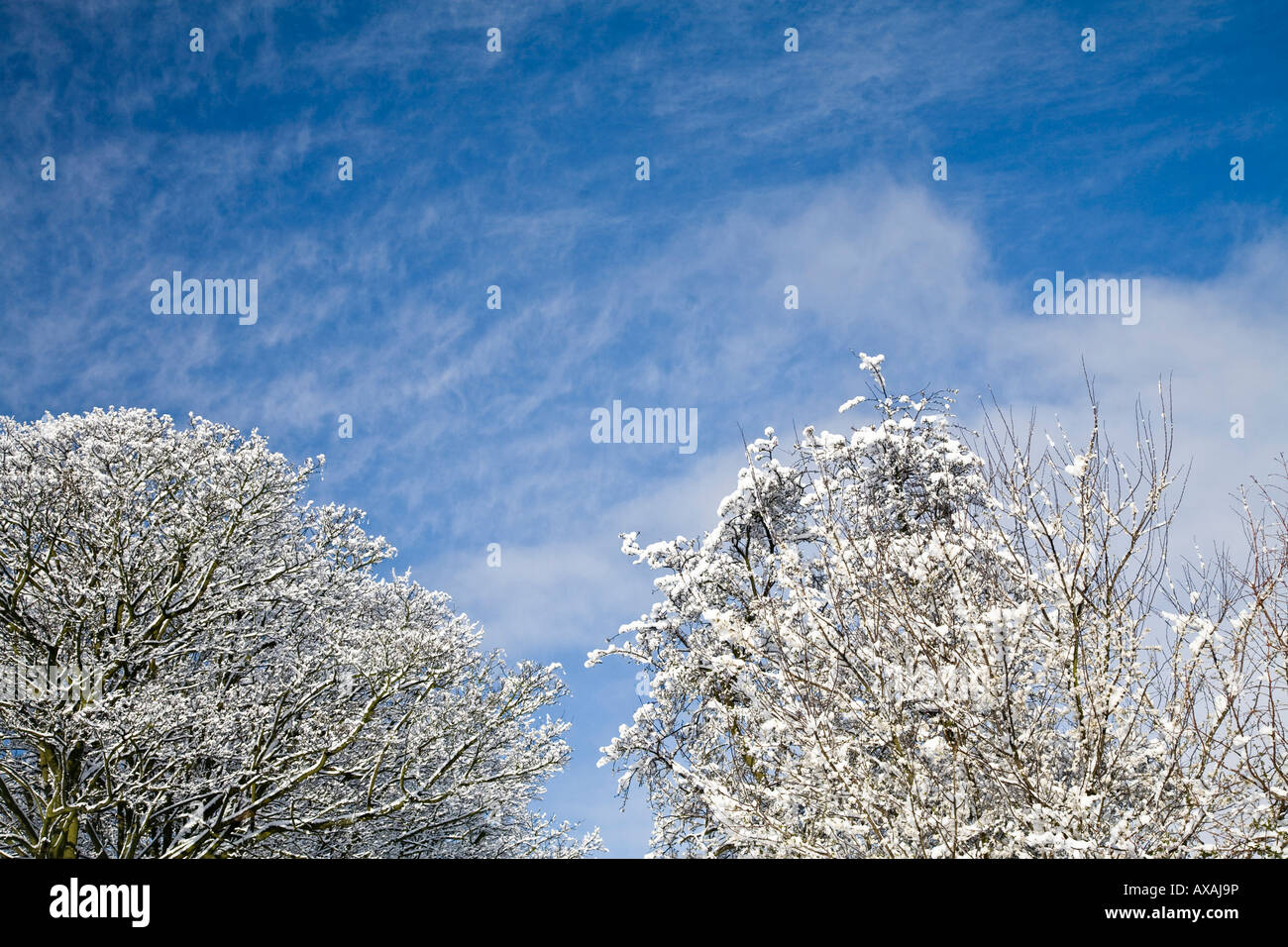Sycamore tree in winter hi-res stock photography and images - Alamy