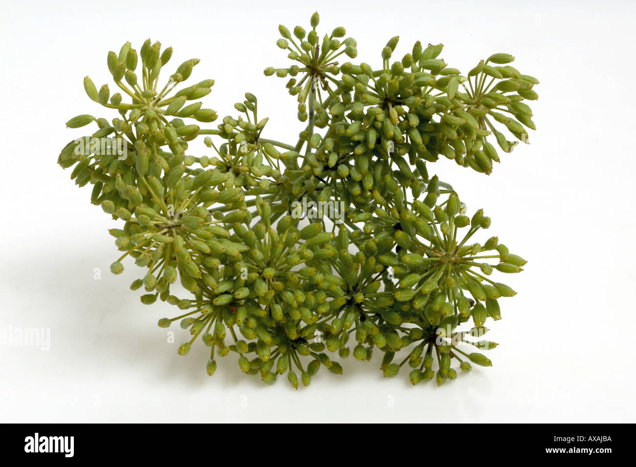 Variyali hi-res stock photography and images - Alamy