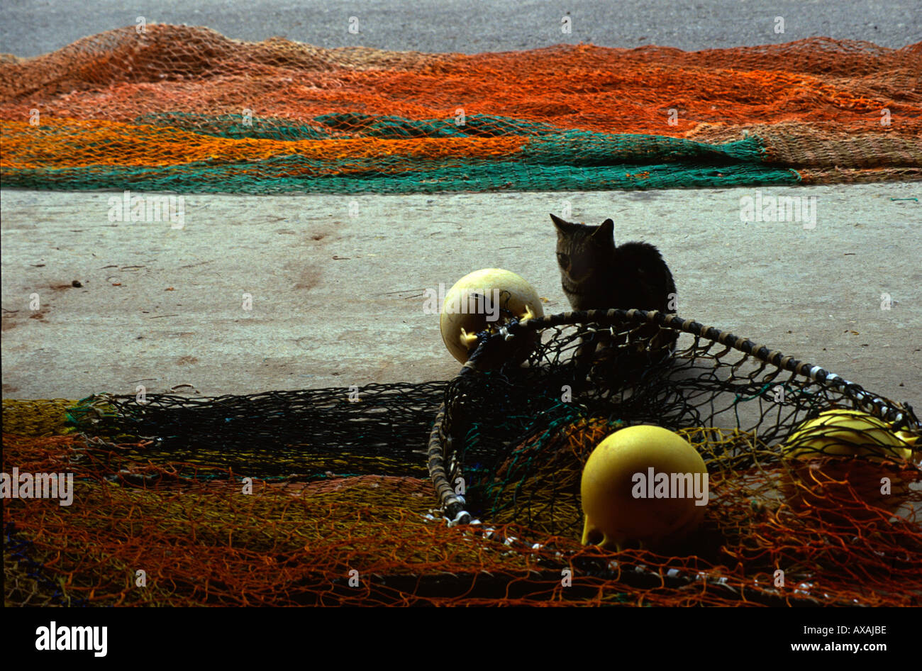 Black cat sits amid fishing nets at the Kishon port located at the ...