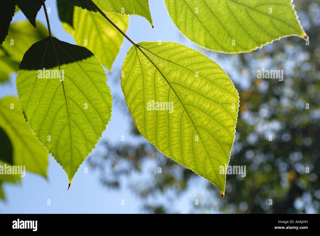 Linden tree leaves Stock Photo - Alamy