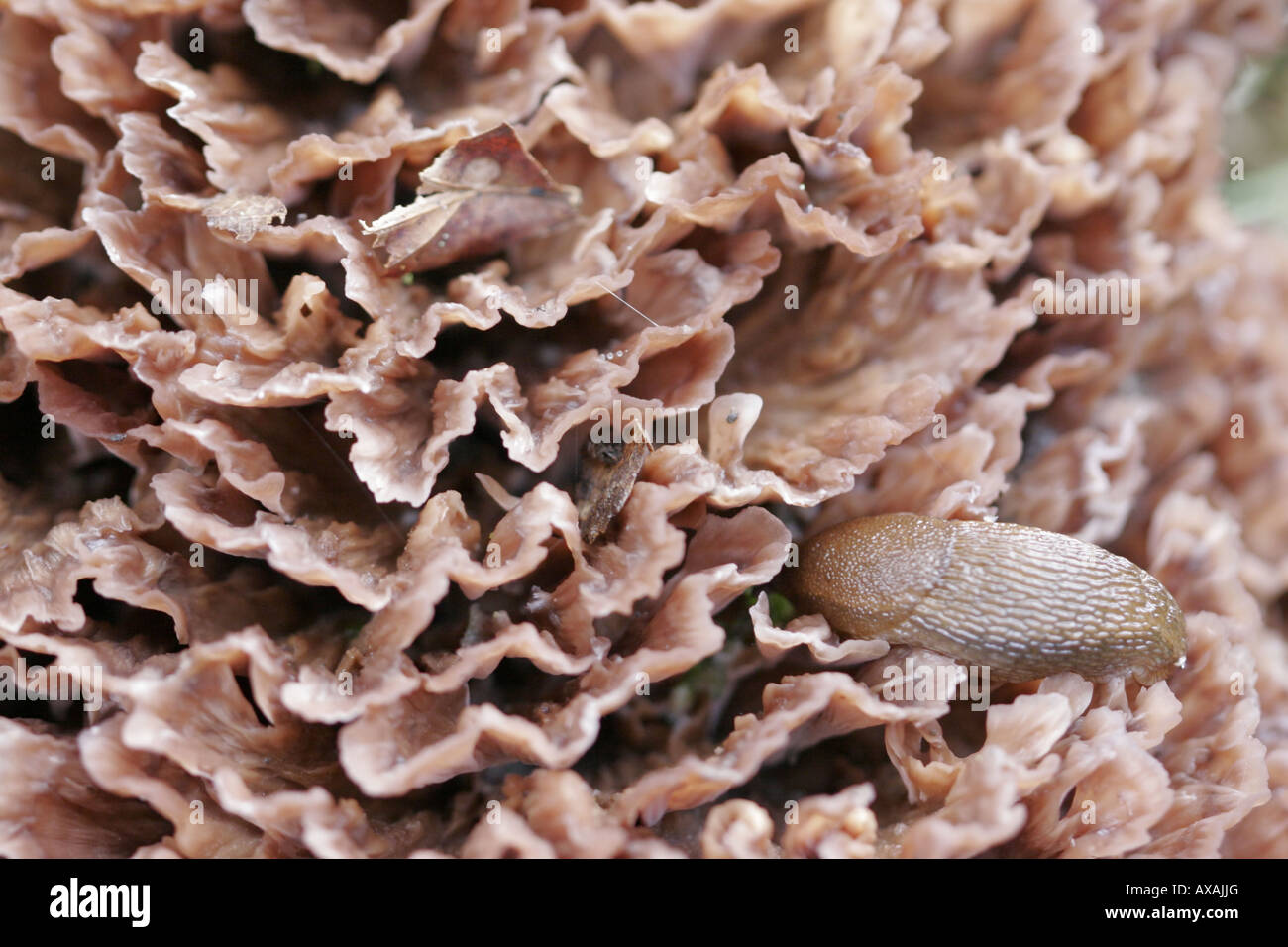 Zoned Rosette, podoscypha multizonata, with slug Stock Photo - Alamy