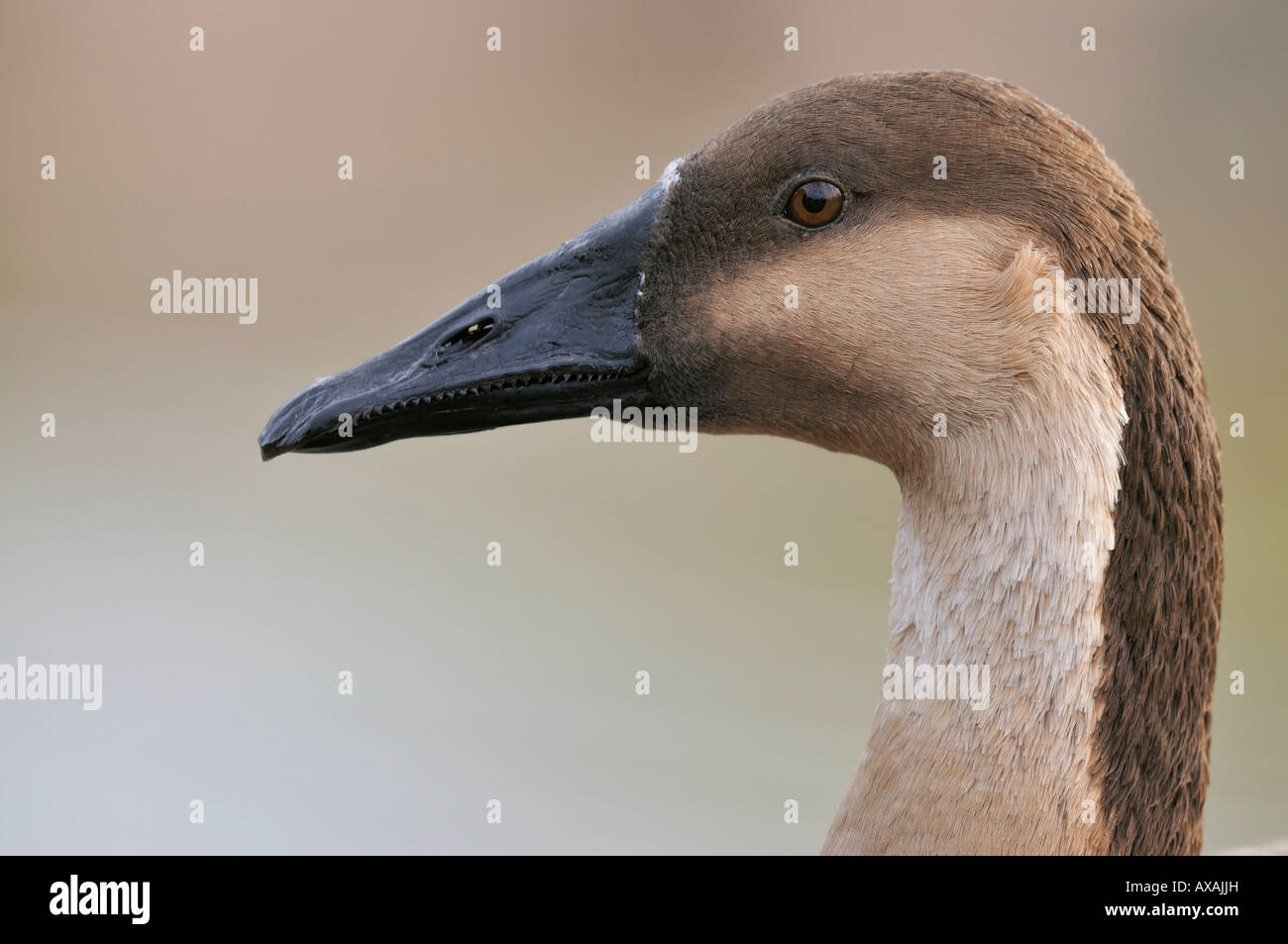Chinese Swan Goose Anser cygnoides Head close up Stock Photo - Alamy