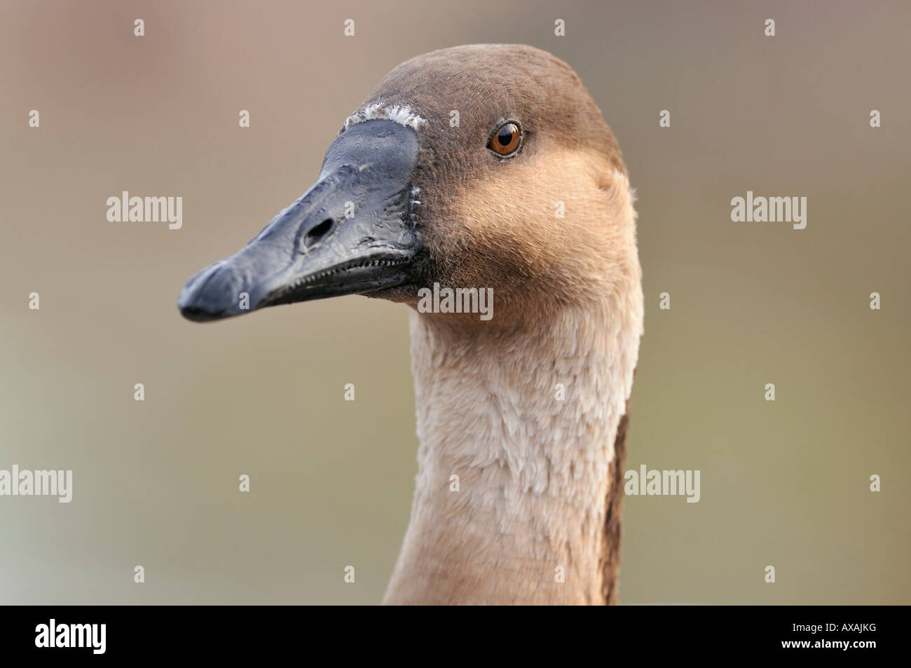 Chinese geese closeup hi-res stock photography and images - Alamy