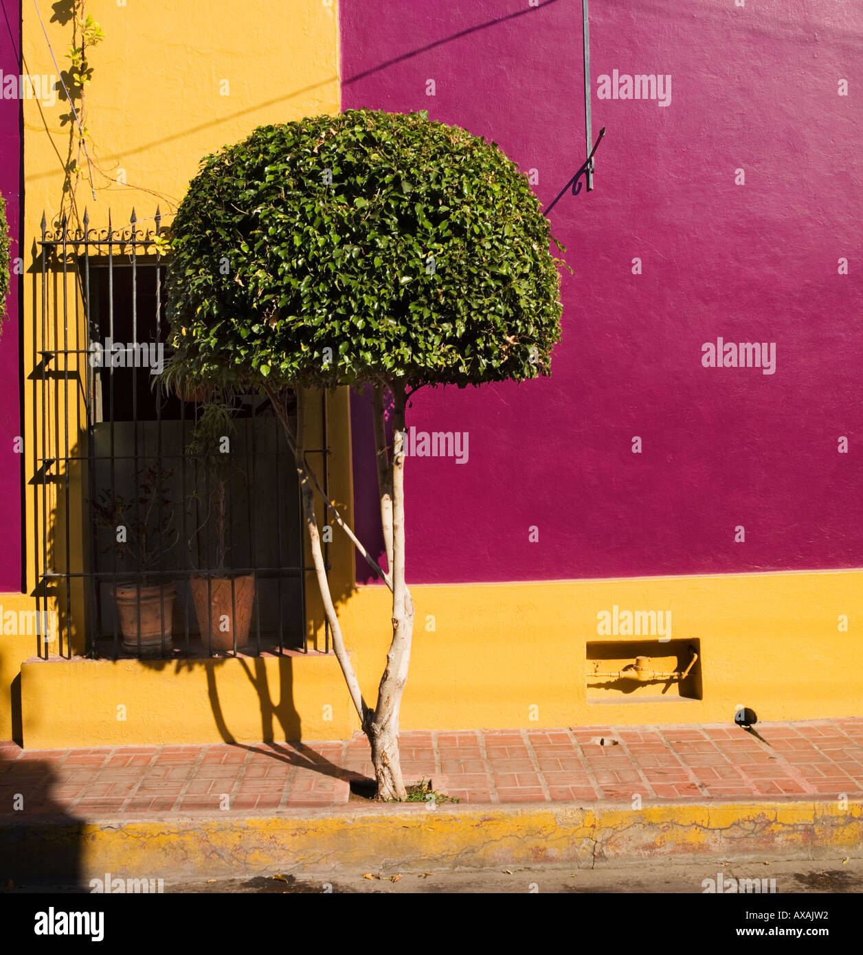 bright colours of tropical neo-Classical style characterizing Sinaloan ...