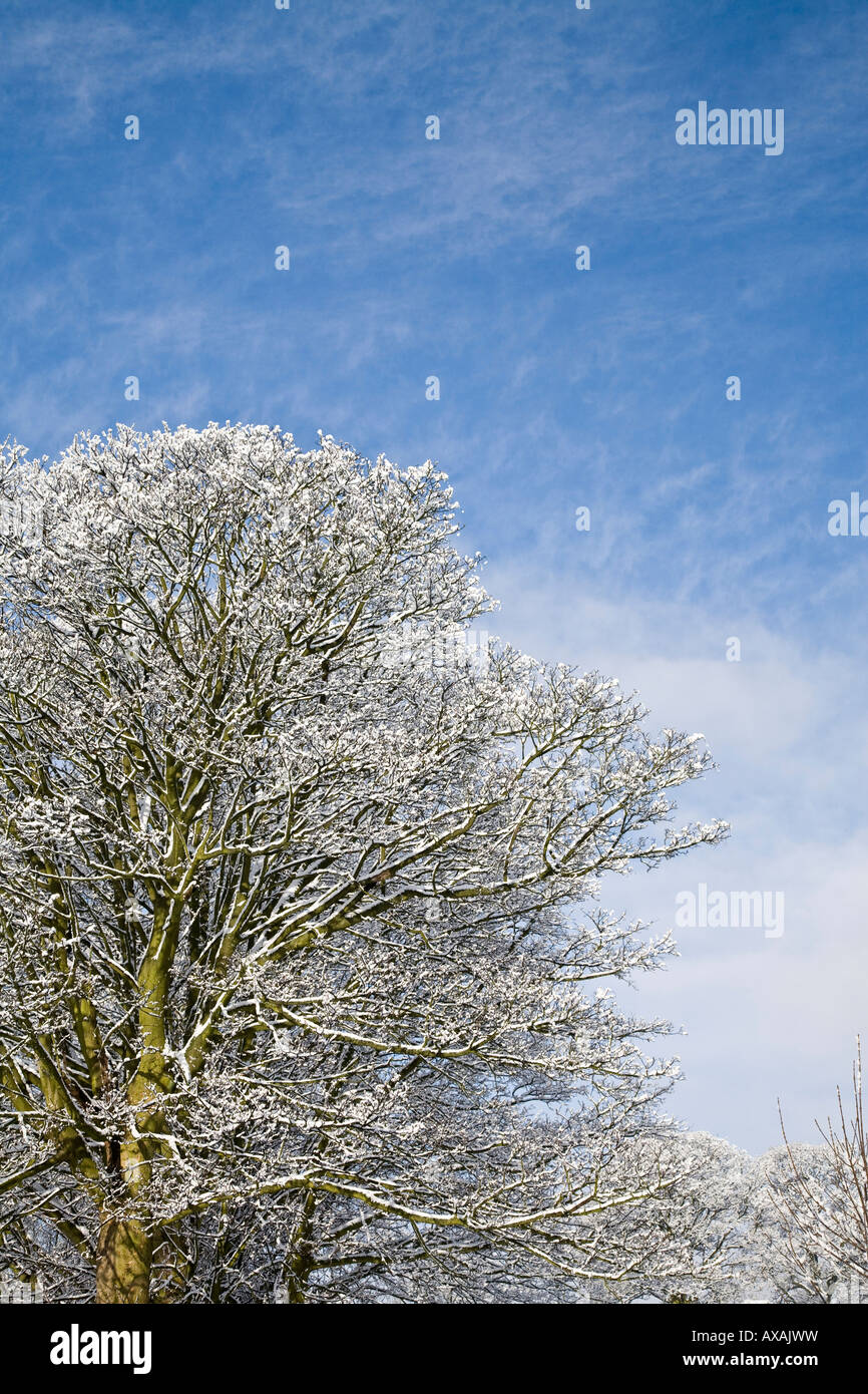 Sycamore trees in winter hi-res stock photography and images - Alamy