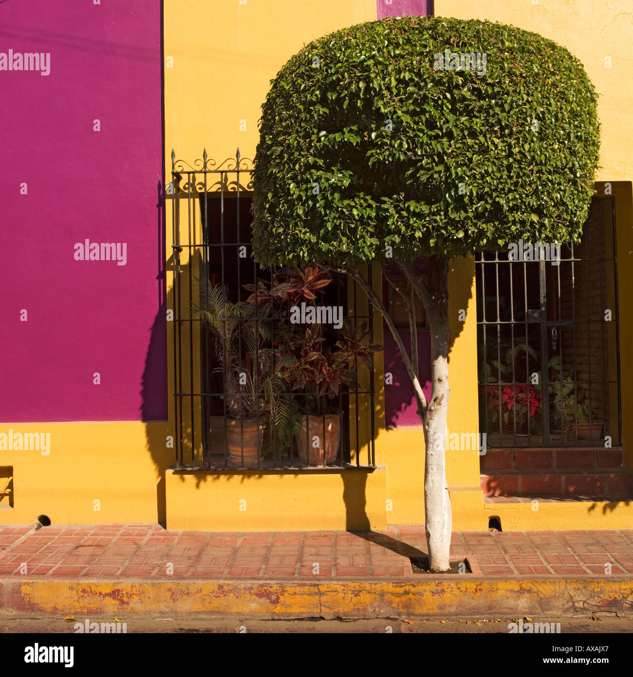 bright colours of tropical neo-Classical style characterizing Sinaloan ...