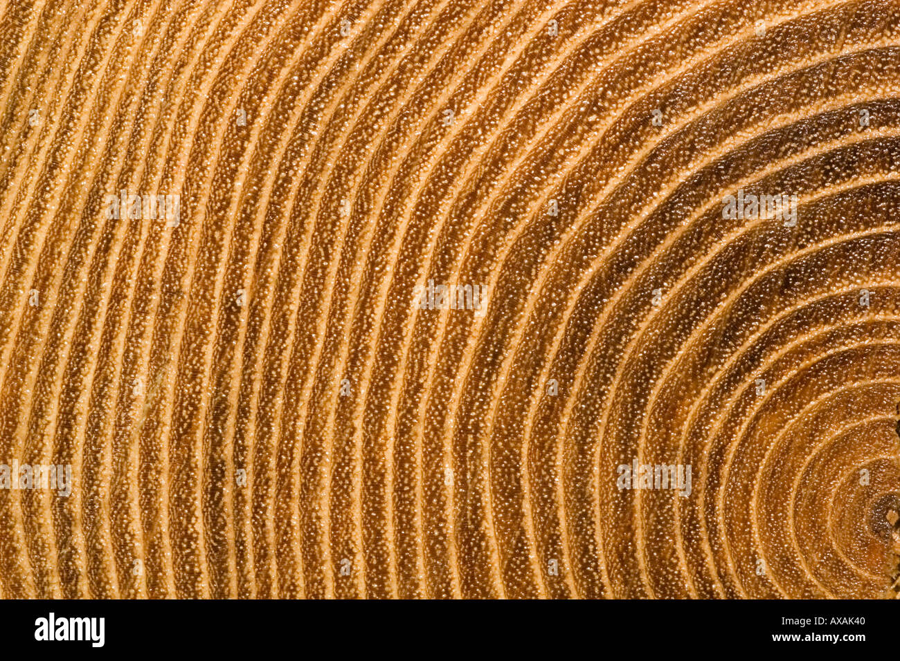 Counting tree rings hi-res stock photography and images - Alamy