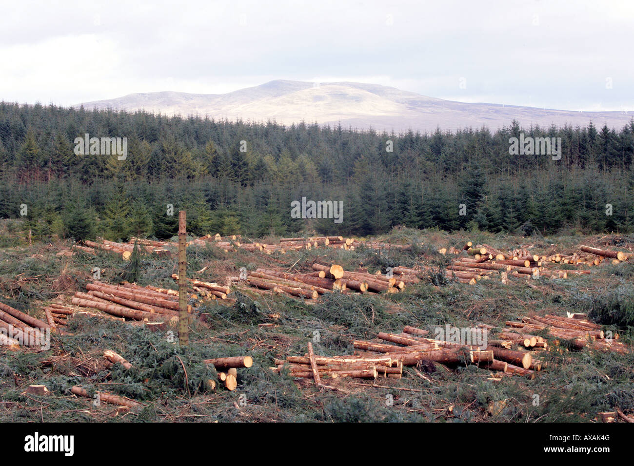 Queen elizabeth forest park scotland hi-res stock photography and ...