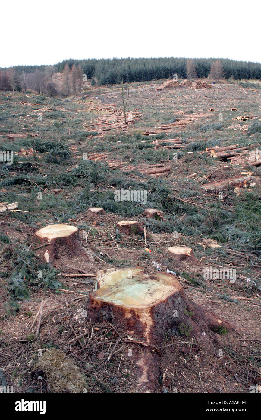 SCOTS PINE BEING FORESTED NEAR LAKE OF MONTEITH, ON THE EDGE OF THE ...