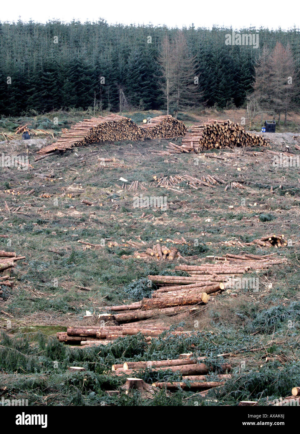 SCOTS PINE BEING FORESTED NEAR LAKE OF MONTEITH, ON THE EDGE OF THE ...