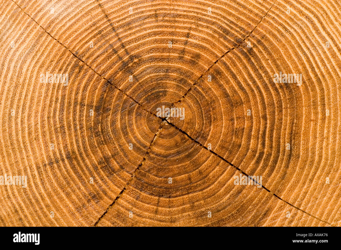 Counting tree rings hi-res stock photography and images - Alamy