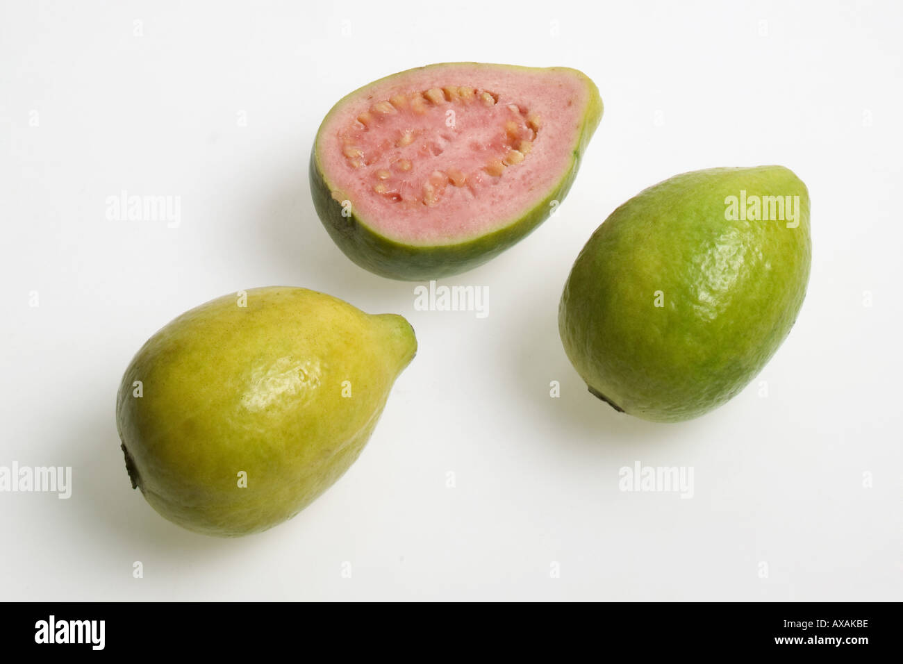 AAD73214 Guava jamrukh amrud small tropical shrubby tree bearing small ...