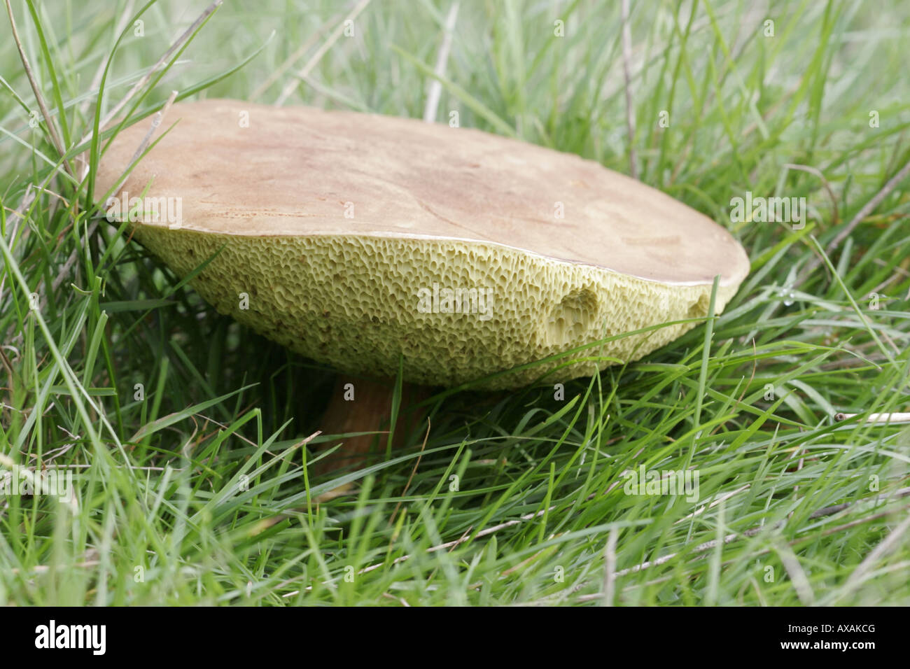 Young red cracking bolete, boletus chrysenteron Stock Photo - Alamy