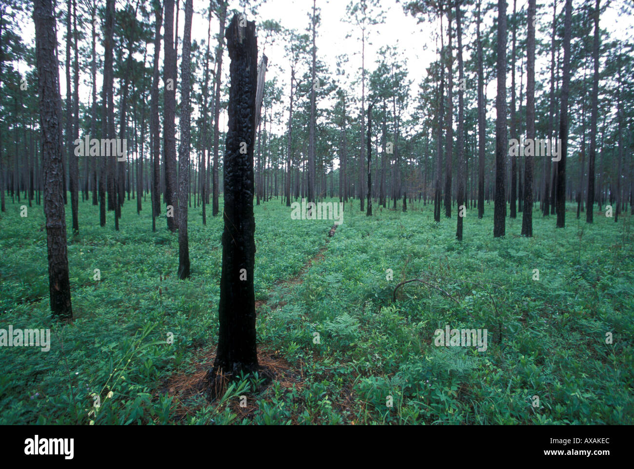 forest fire cleaned area Stock Photo - Alamy