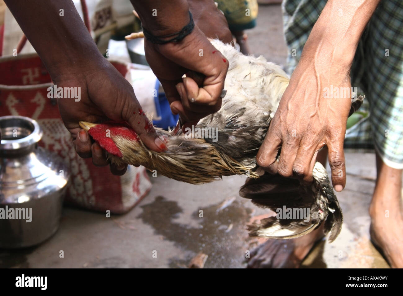 Chicken sacrifice hi-res stock photography and images - Alamy