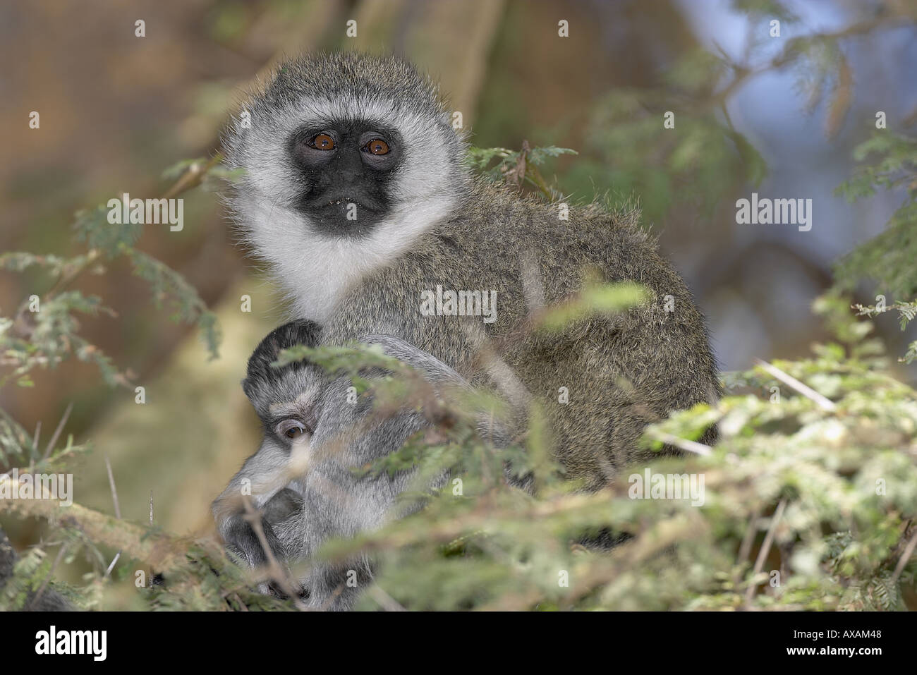 Cercopithecus aethiops Vervet monkey Primate Ngorongoro conservation ...
