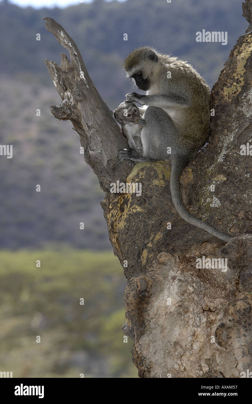 Cercopithecus aethiops Vervet monkey Primate Ngorongoro conservation ...