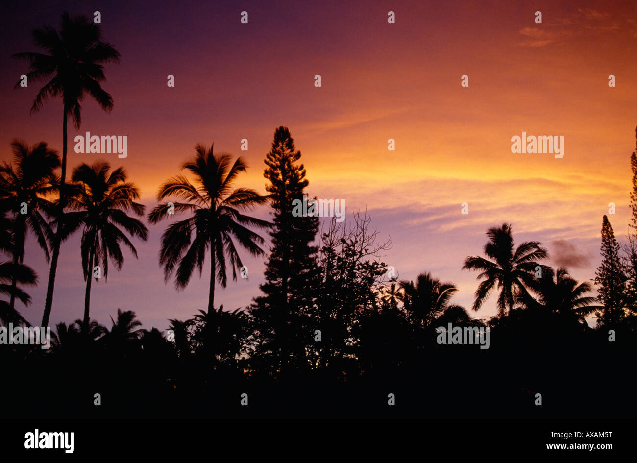 sunset and palm trees, Rarotonga Stock Photo - Alamy