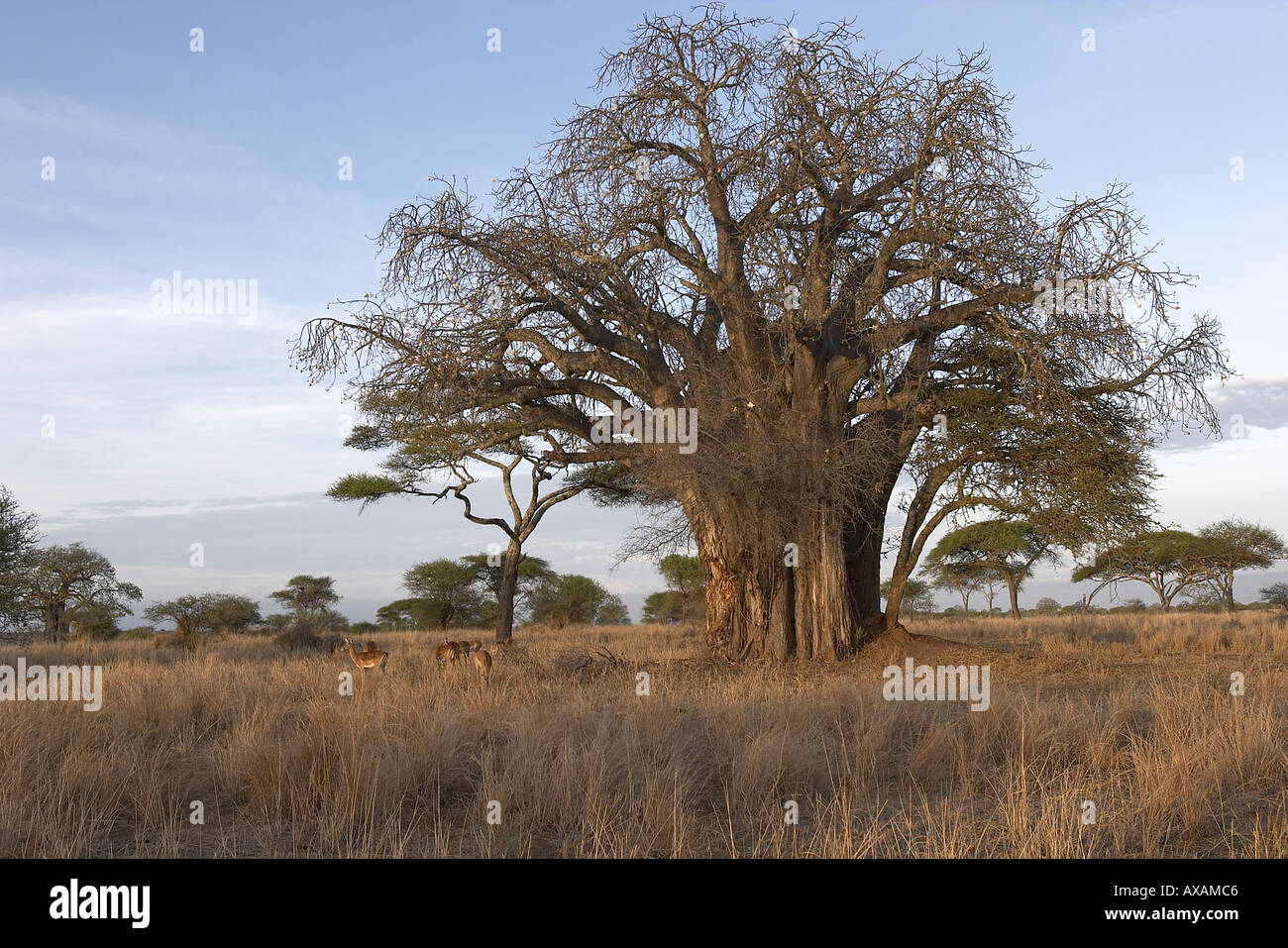 Baobab tree Tarangire National Park Tanzania Africa Stock Photo - Alamy