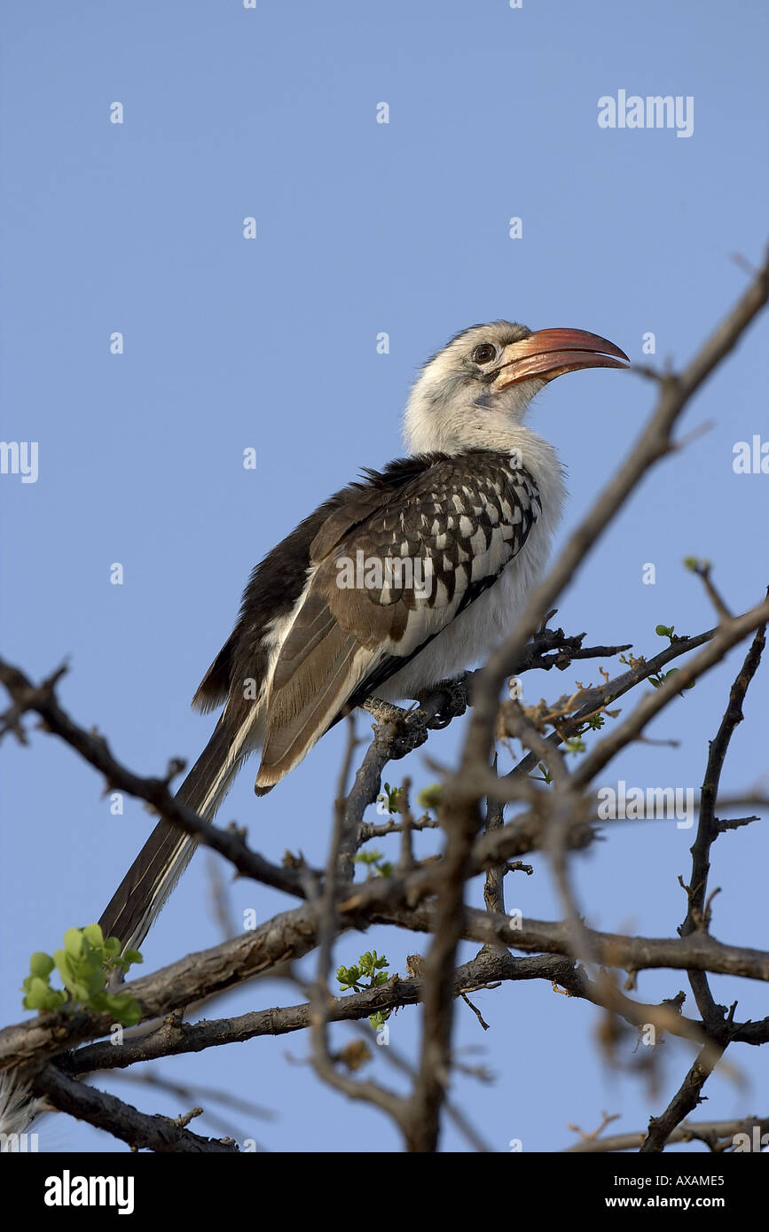 Tuckus erythrorhynchos hi-res stock photography and images - Alamy