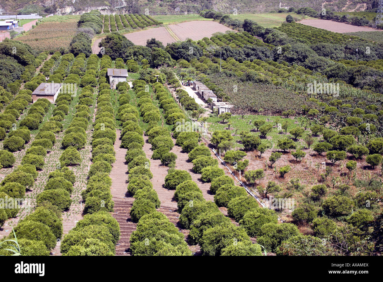 Citrus orchard hi-res stock photography and images - Alamy