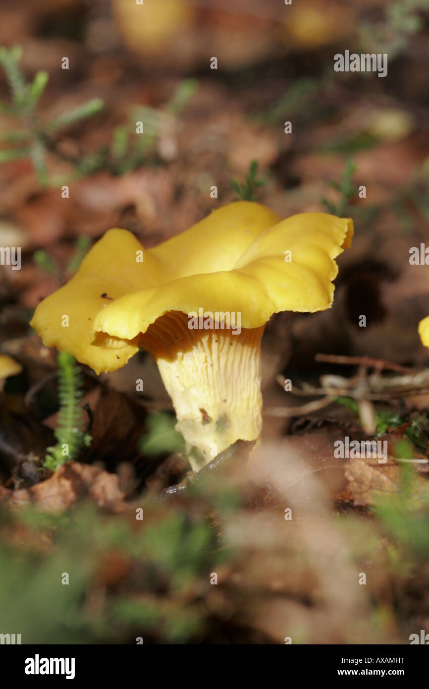 Chanterelle mushroom, girolle, Cantharellus cibarius Stock Photo - Alamy