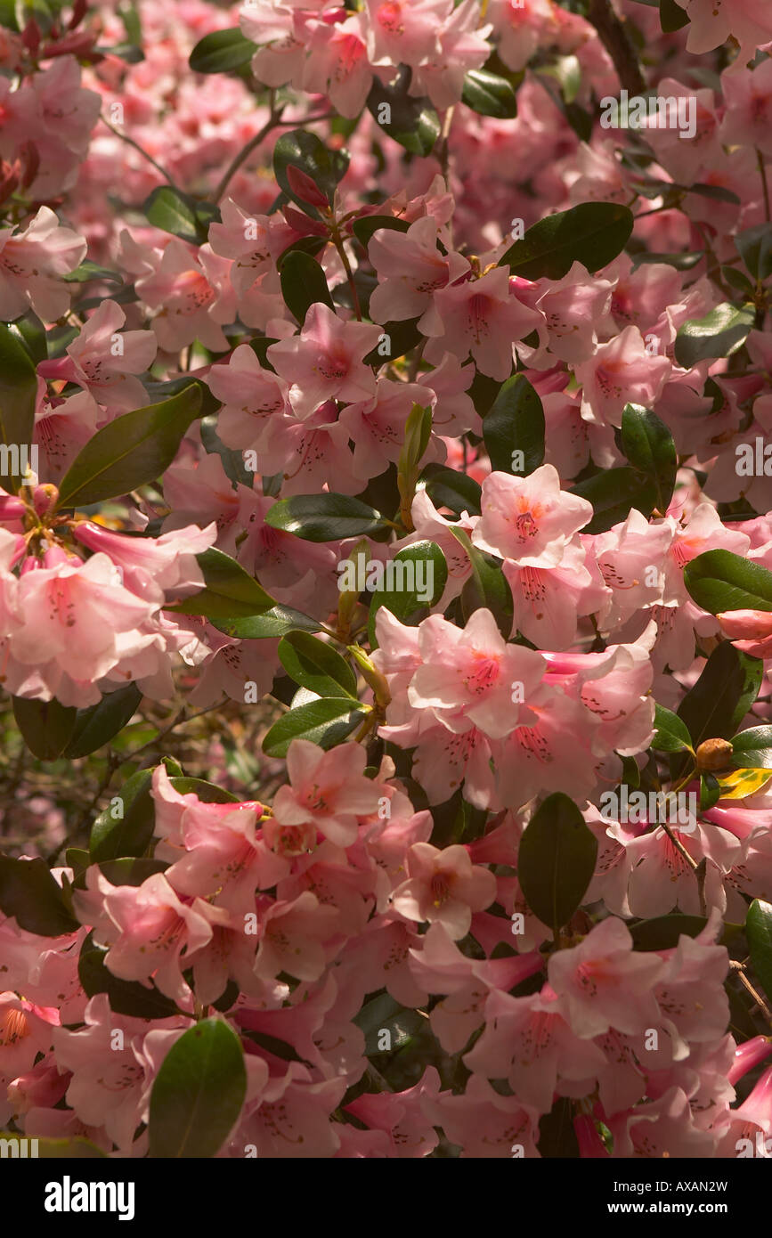 Rhododendron - rhododendron ponticum - pink white flower Stock Photo ...