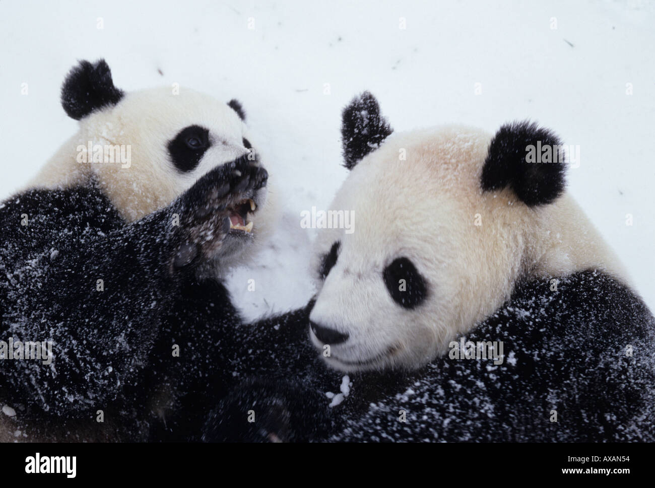 Pandas playing snow hi-res stock photography and images - Alamy