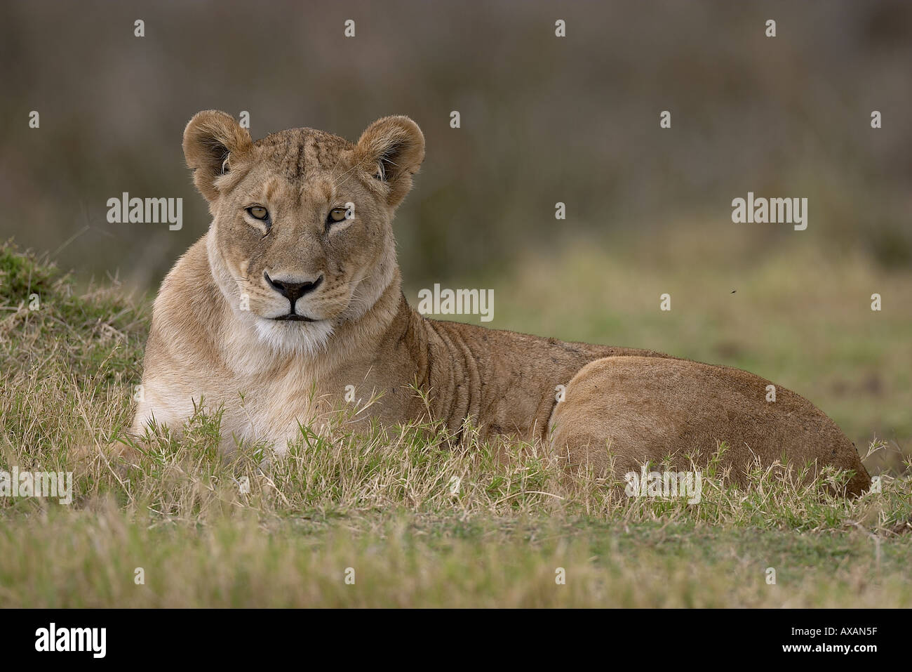 Panthera leo Lioness Ngorongoro conservation area Tanzania Africa Stock ...