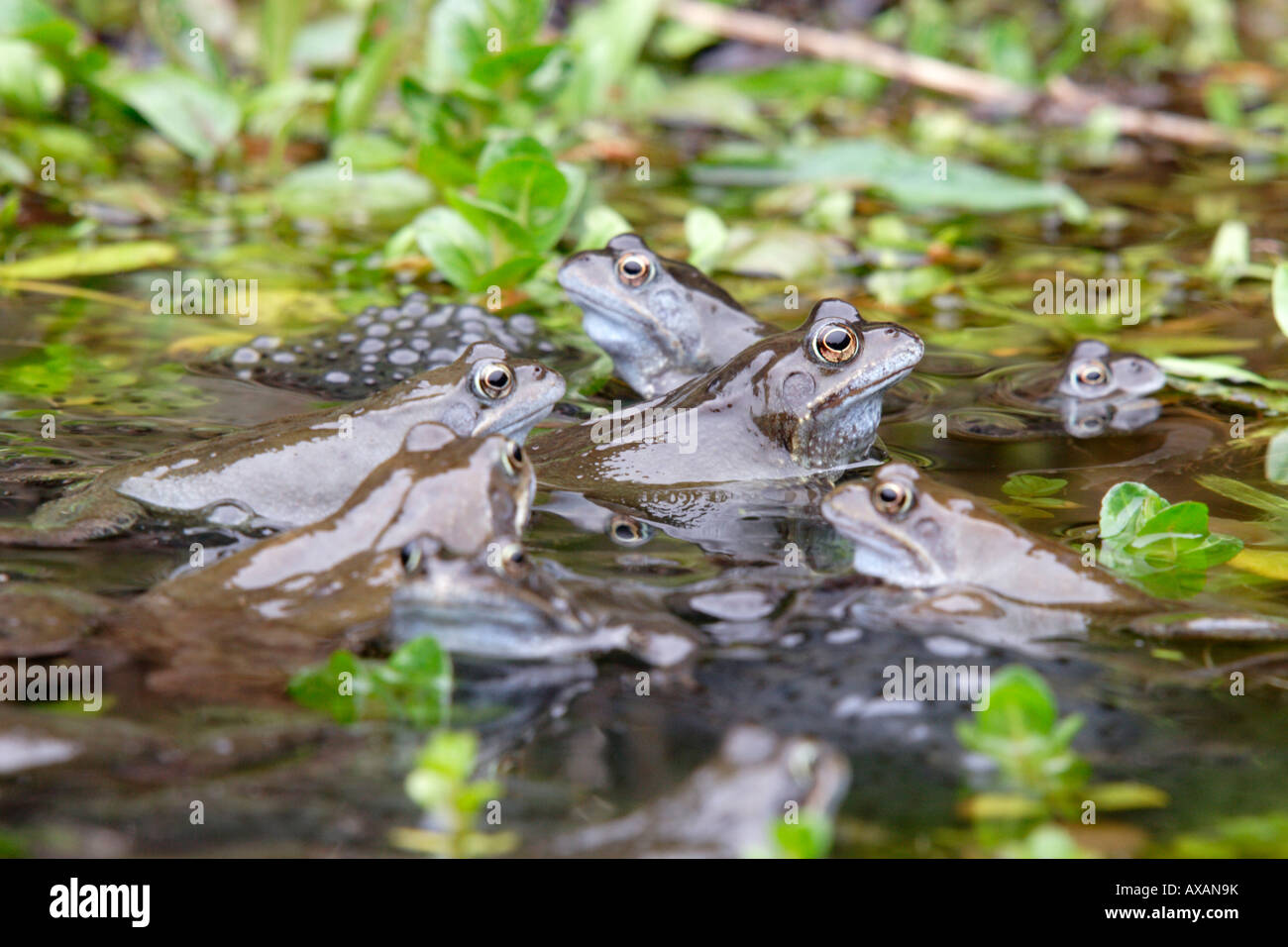 Mass of Common Frogs in a garden pond, with spawn, during the mating ...