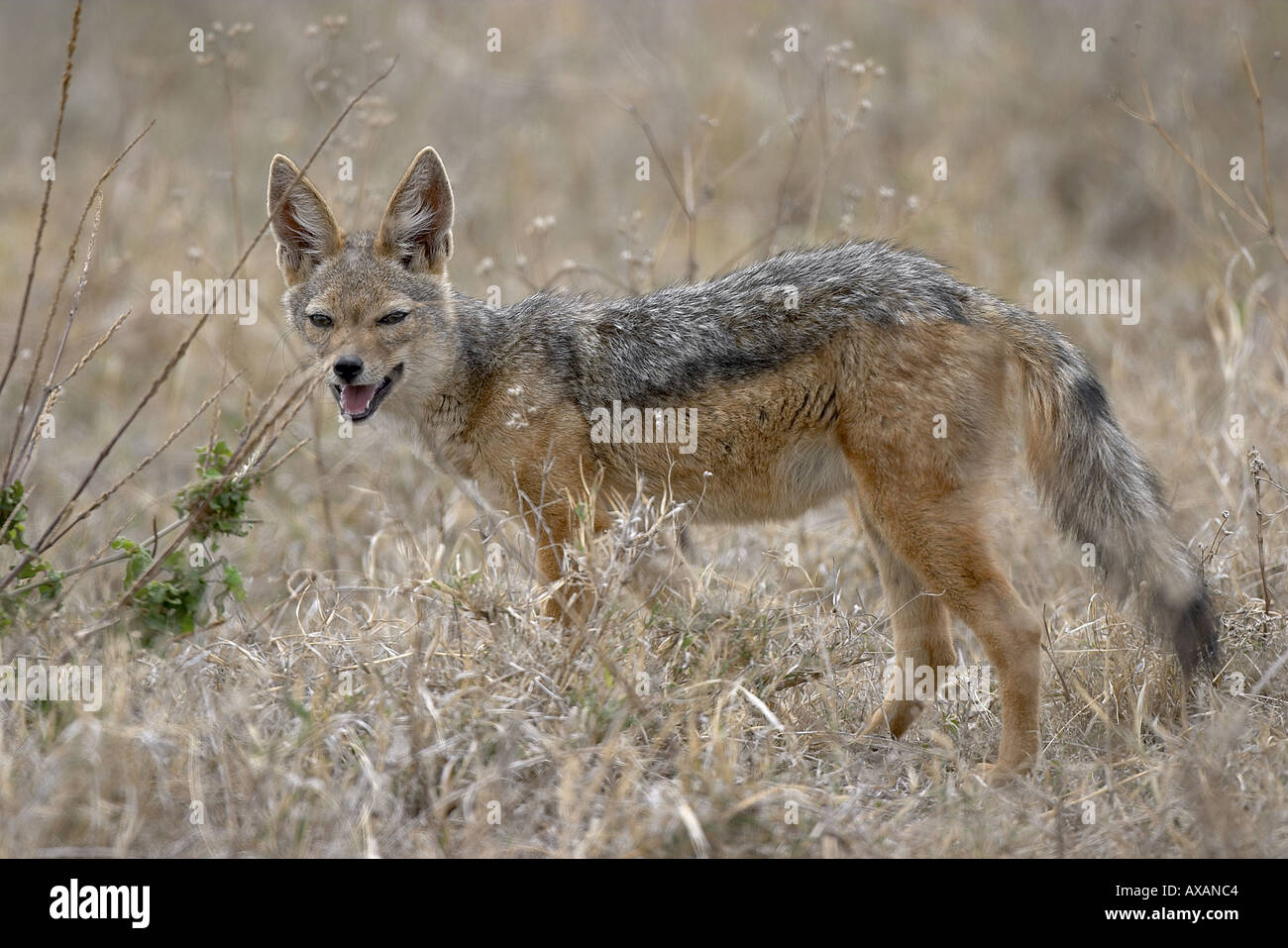 Melanistic Jackal