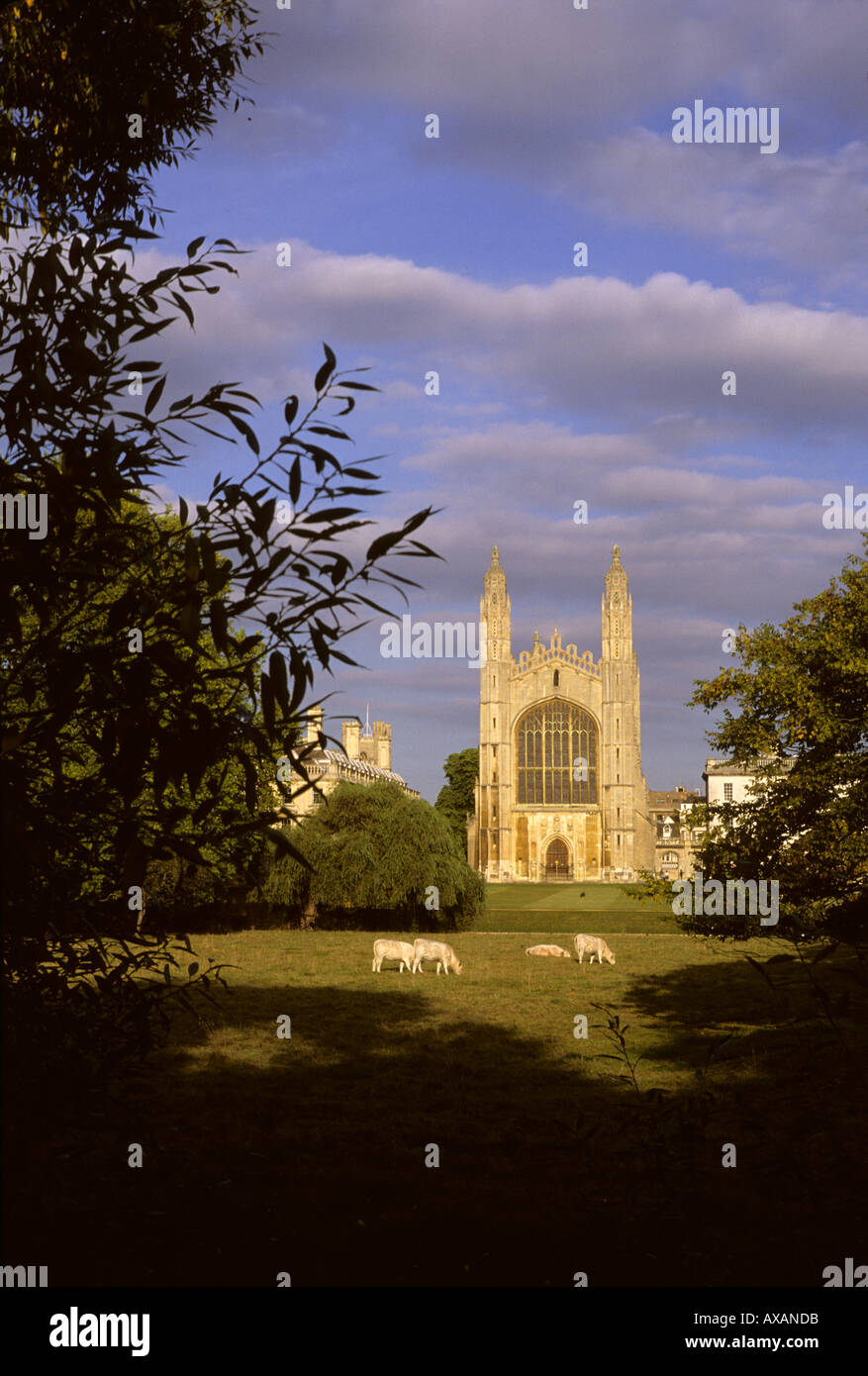 Cambridge sheep hi-res stock photography and images - Alamy