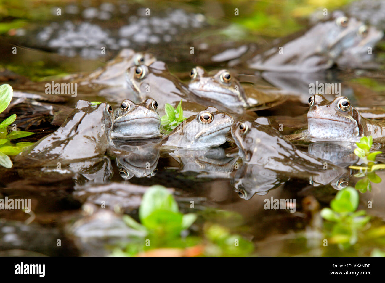 Mass of Common Frogs in a garden pond, with spawn, during the mating ...