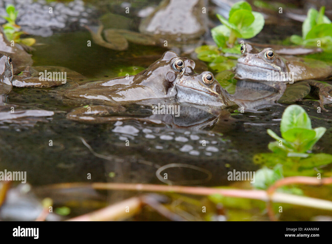 Mass of Common Frogs in a garden pond, with spawn, during the mating period, UK Stock Photo - Alamy