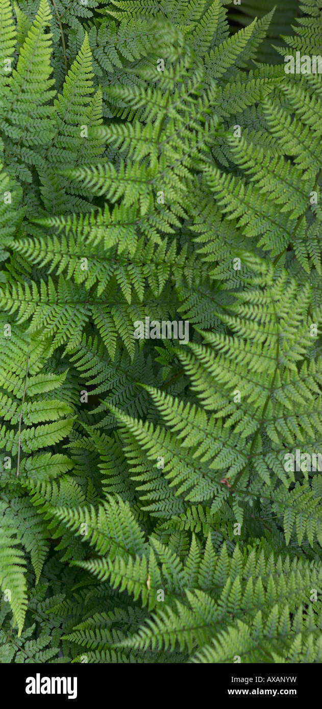 Scaly male ferns High Resolution Stock Photography and Images - Alamy